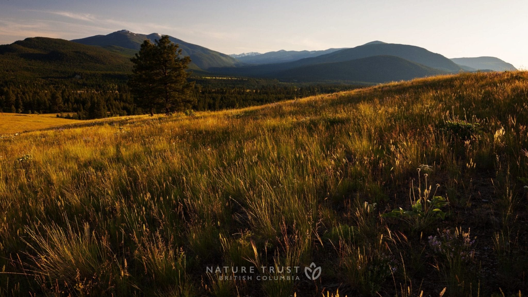 Nature Landscapes Wallpaper | The Nature Trust of British Columbia