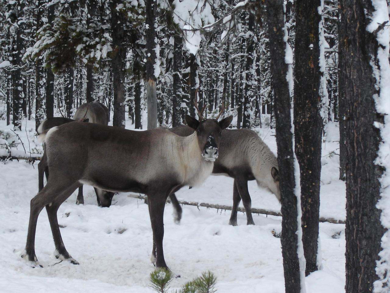 A Win for Threatened Caribou in BC - The Nature Trust of British Columbia