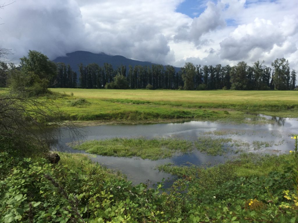 The Nicomen Slough: Restoring Balance in the Heart of the Fraser - The ...