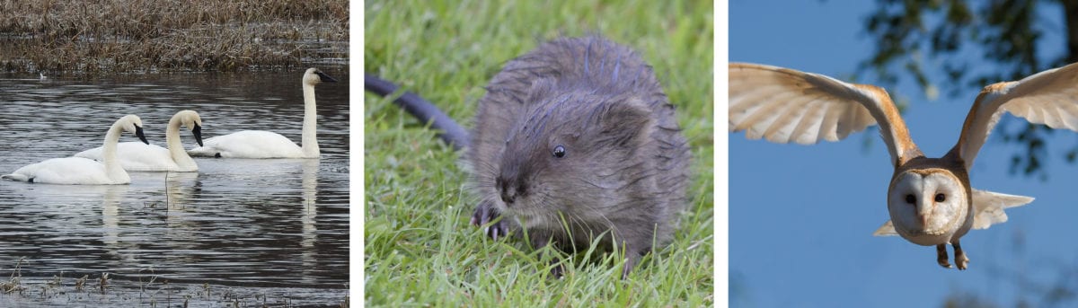 Nicomen Slough - The Nature Trust of British Columbia