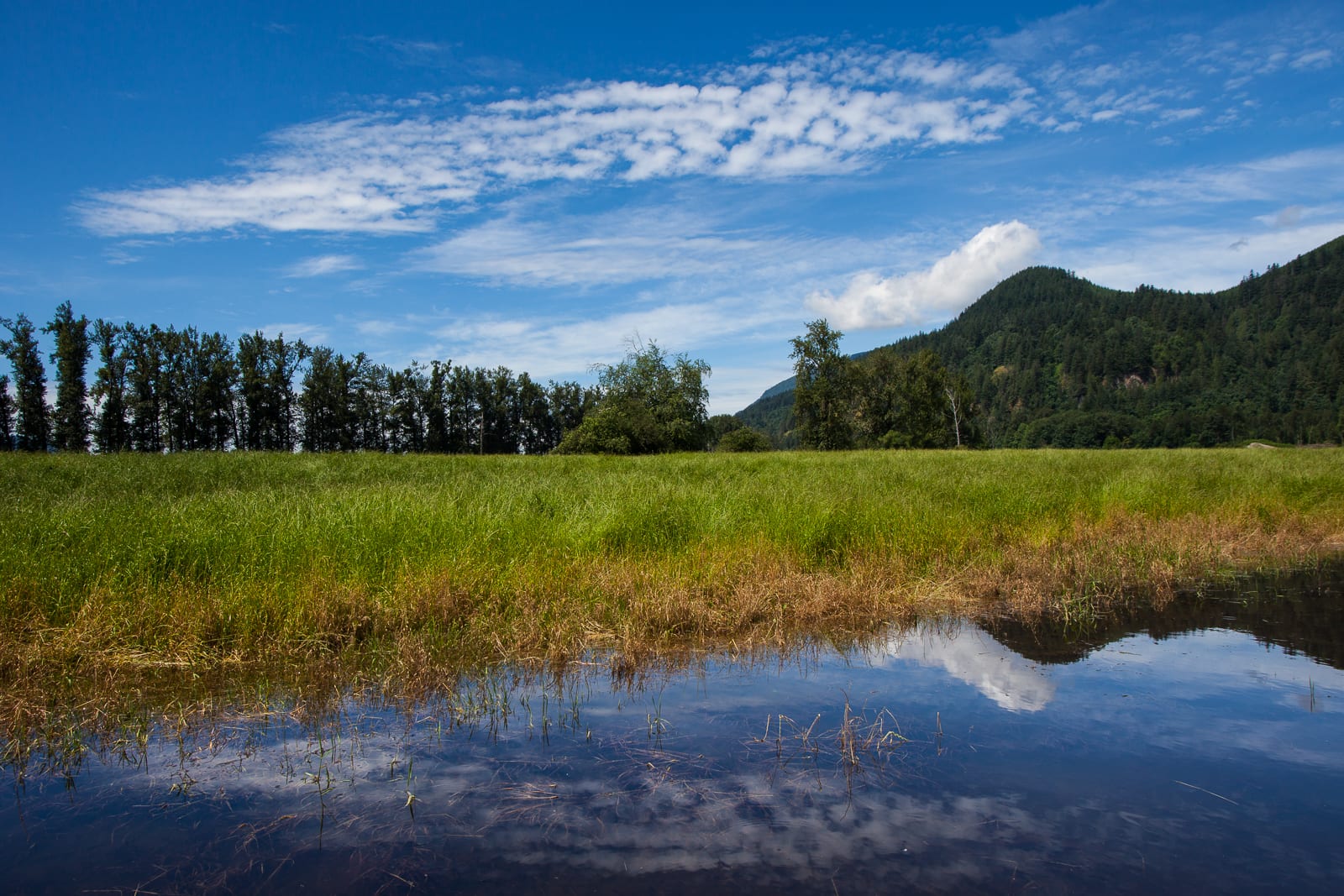 Nicomen Slough | The Nature Trust of British Columbia