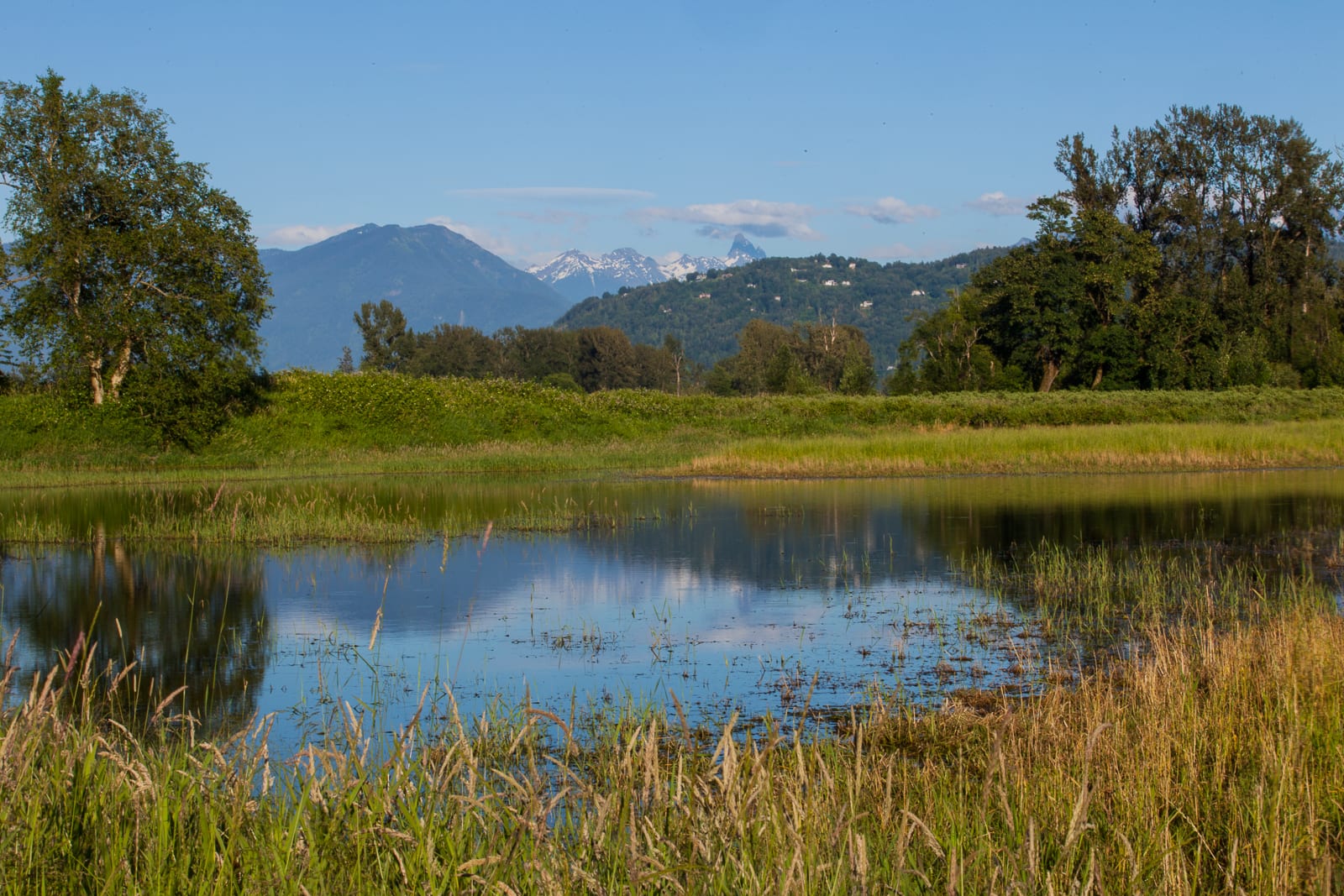 Nicomen Slough - The Nature Trust of British Columbia