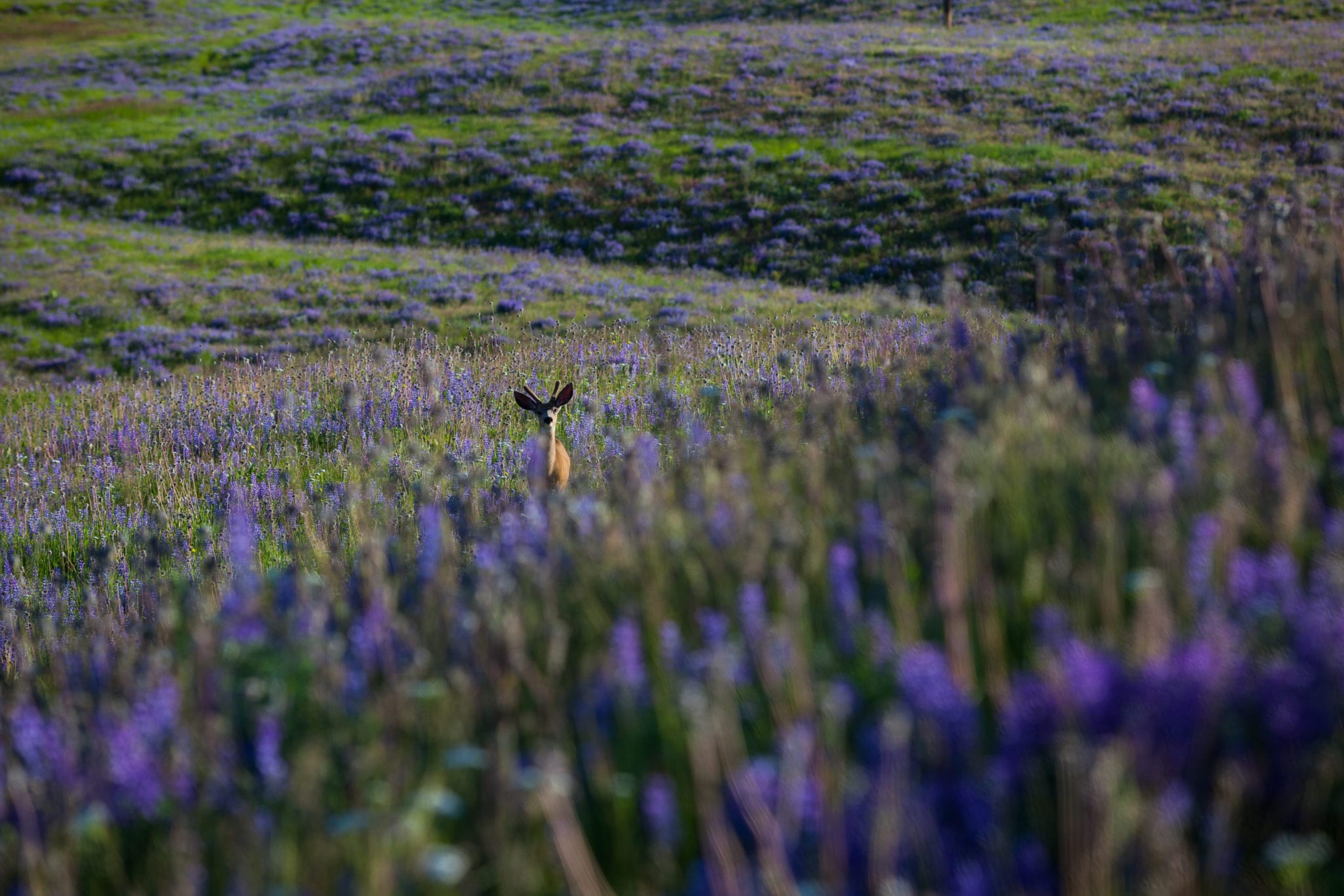 Saving Precious Grasslands - The Nature Trust of British Columbia