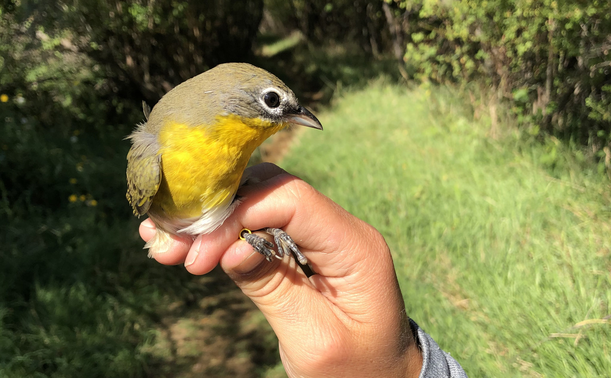 A Choice Sunrise with the Yellow-breasted Chat - The Nature Trust of ...