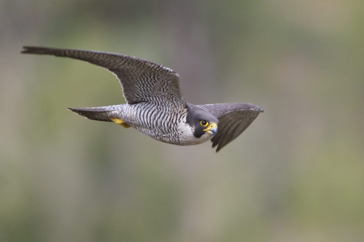 Donation of Land Helps Protect Cowichan River - The Nature Trust of ...