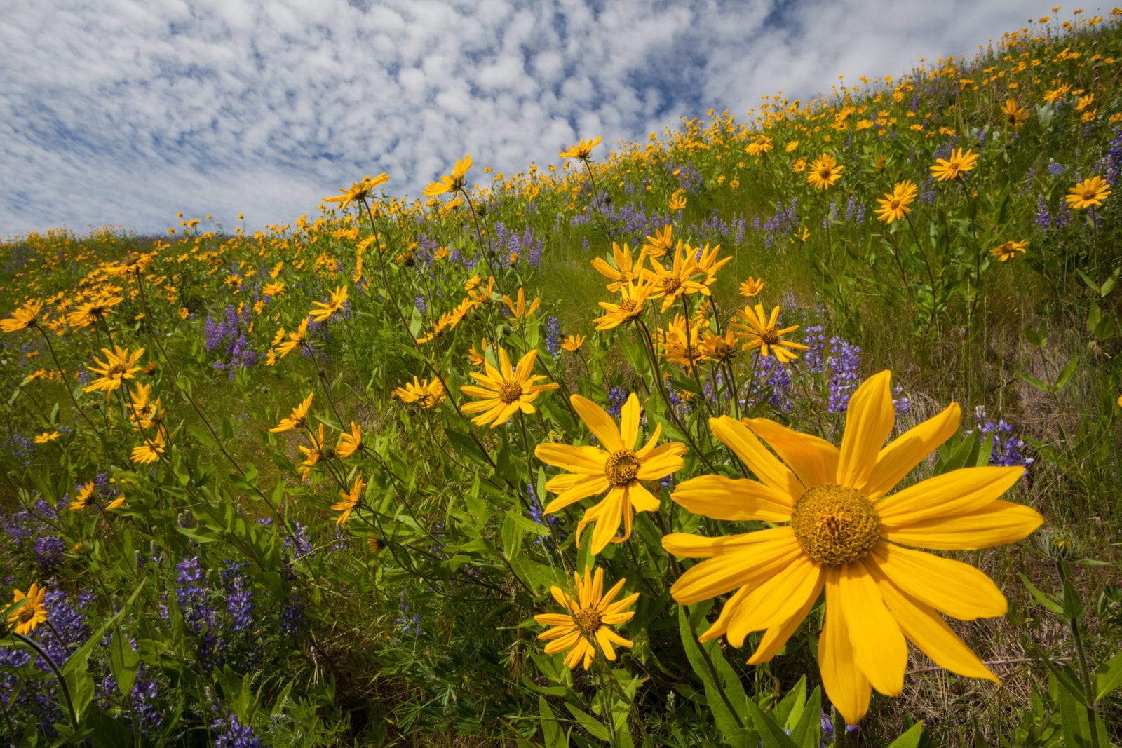 Saving Precious Grasslands - The Nature Trust of British Columbia