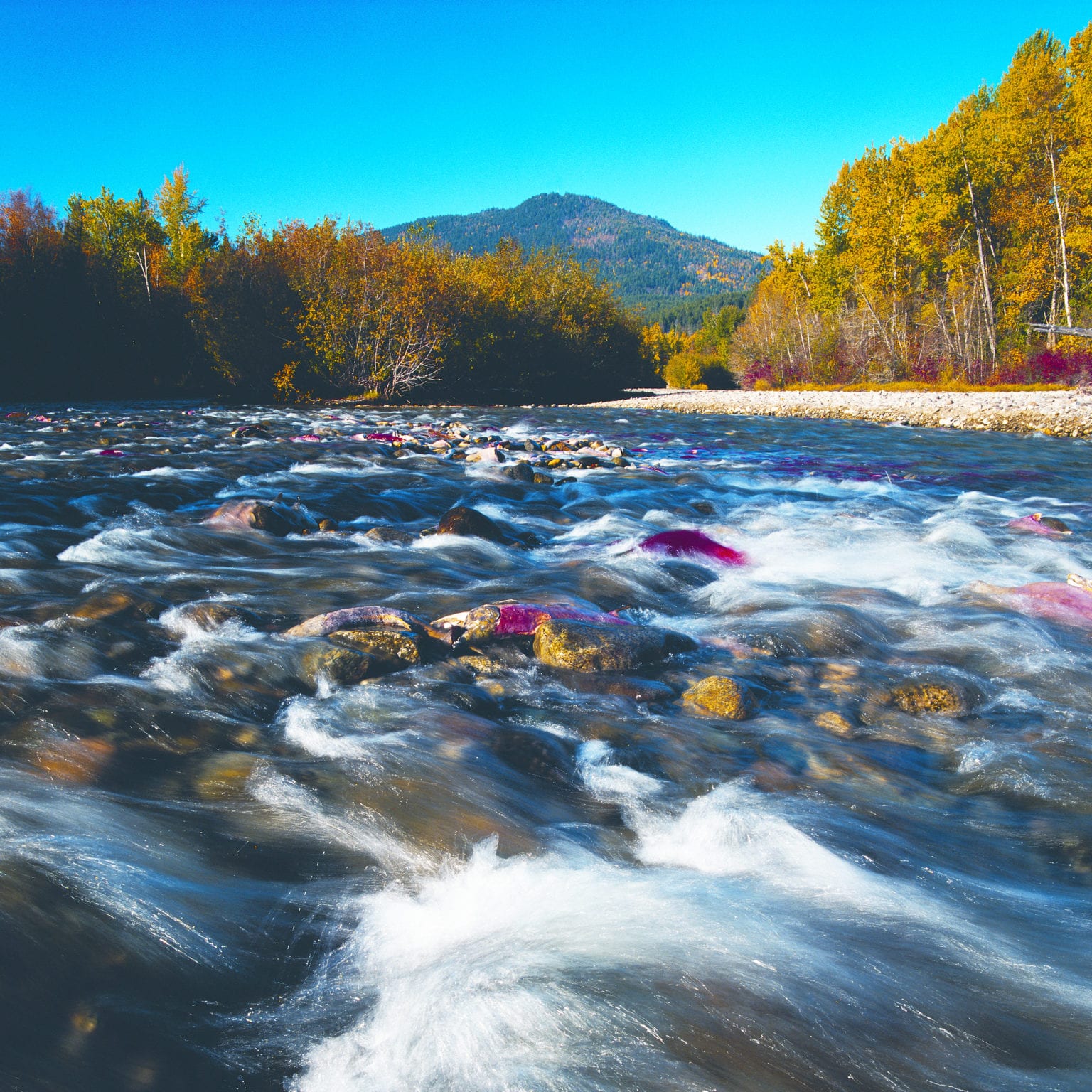 Legacy Landscapes - Adams River - The Nature Trust of British Columbia