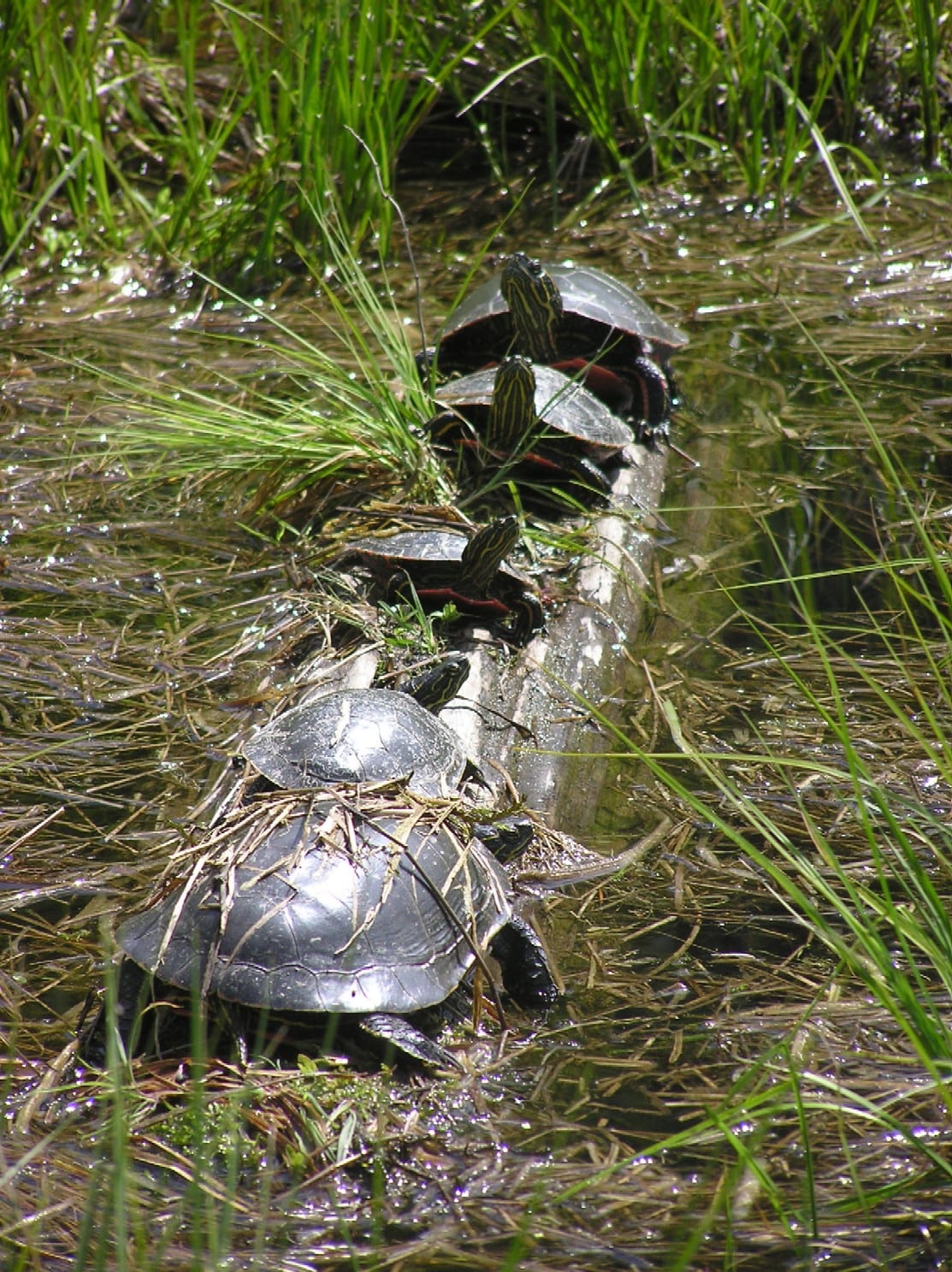 Legacy Landscapes - Buttertubs Marsh - The Nature Trust of British Columbia