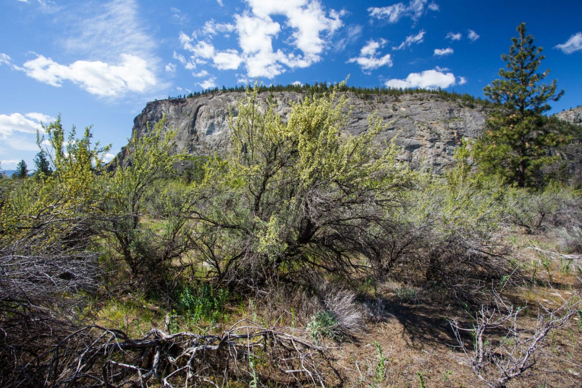 Timeline - The Nature Trust of British Columbia