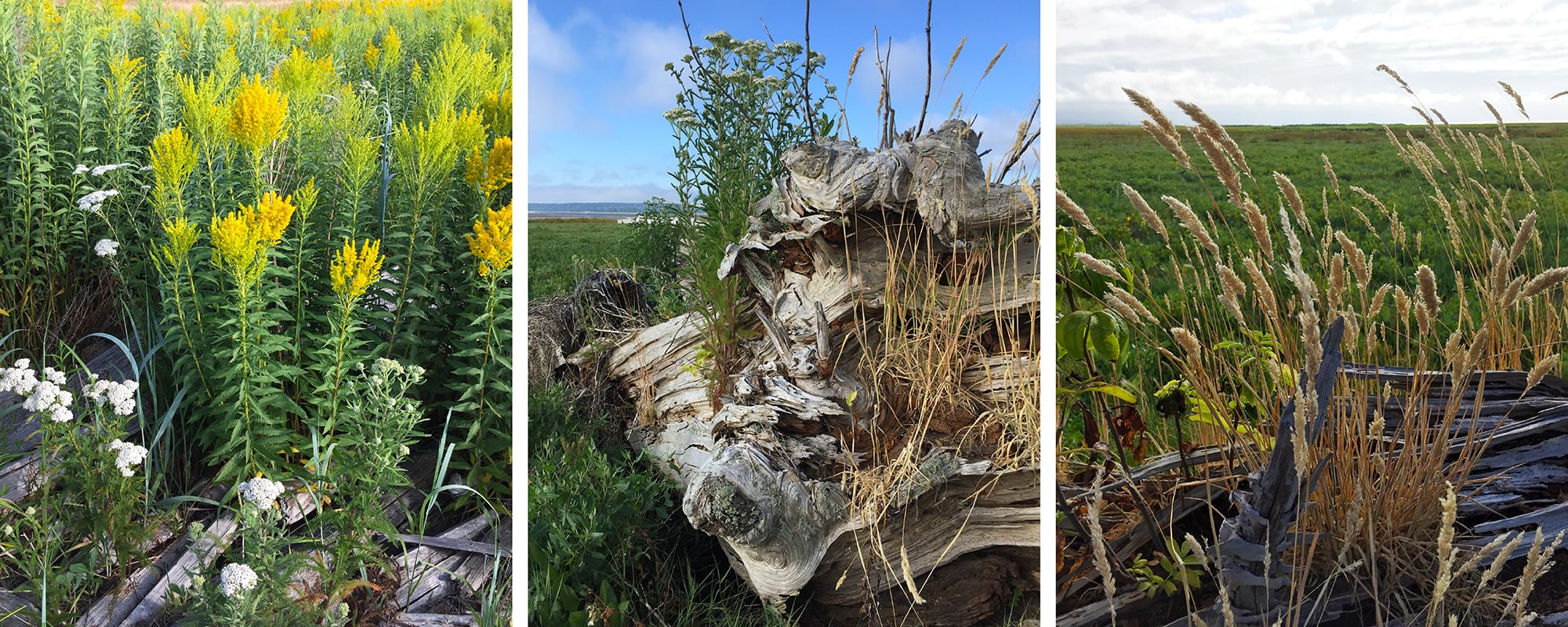 Legacy Landscapes - Boundary Bay - The Nature Trust of British Columbia