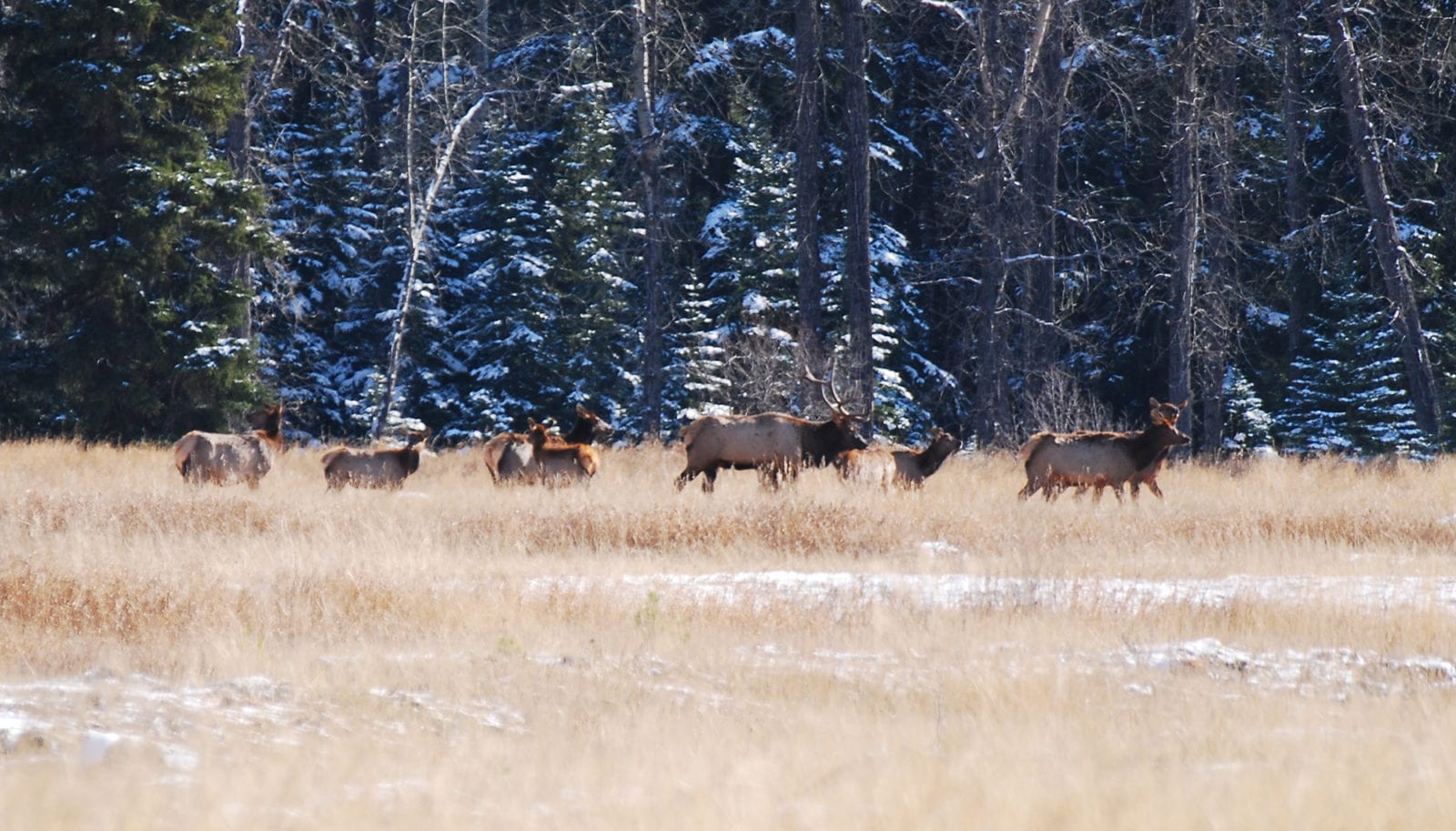 Legacy Landscapes - Big Ranch - The Nature Trust of British Columbia