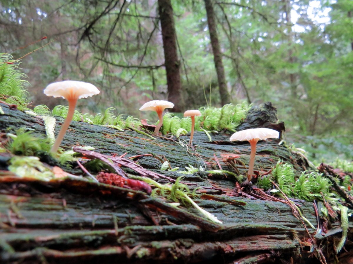 The Importance of Old Growth Forests - The Nature Trust of British Columbia