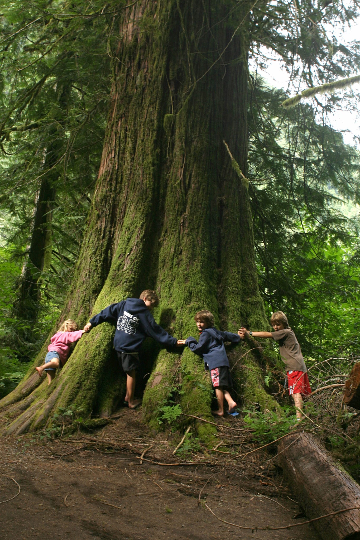 The Importance of Old Growth Forests - The Nature Trust of British Columbia