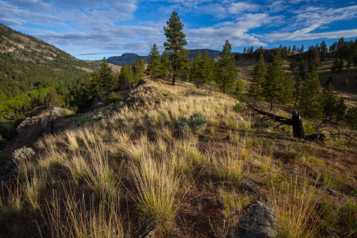 South Okanagan gains 151 acres of protected land to foster biodiversity ...
