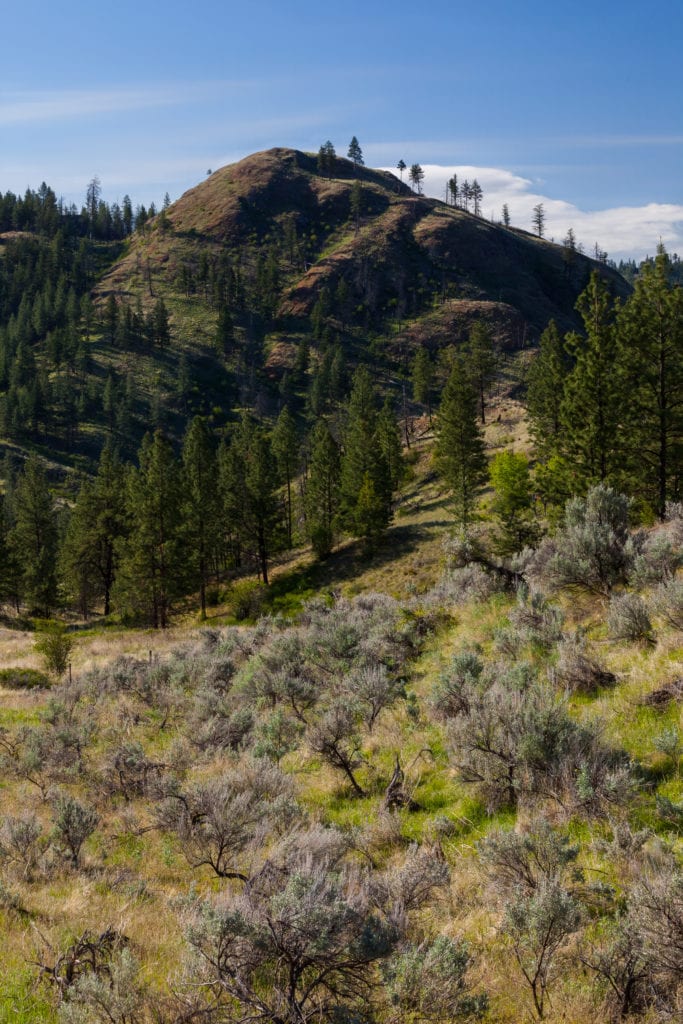 South Okanagan gains 151 acres of protected land to foster biodiversity ...