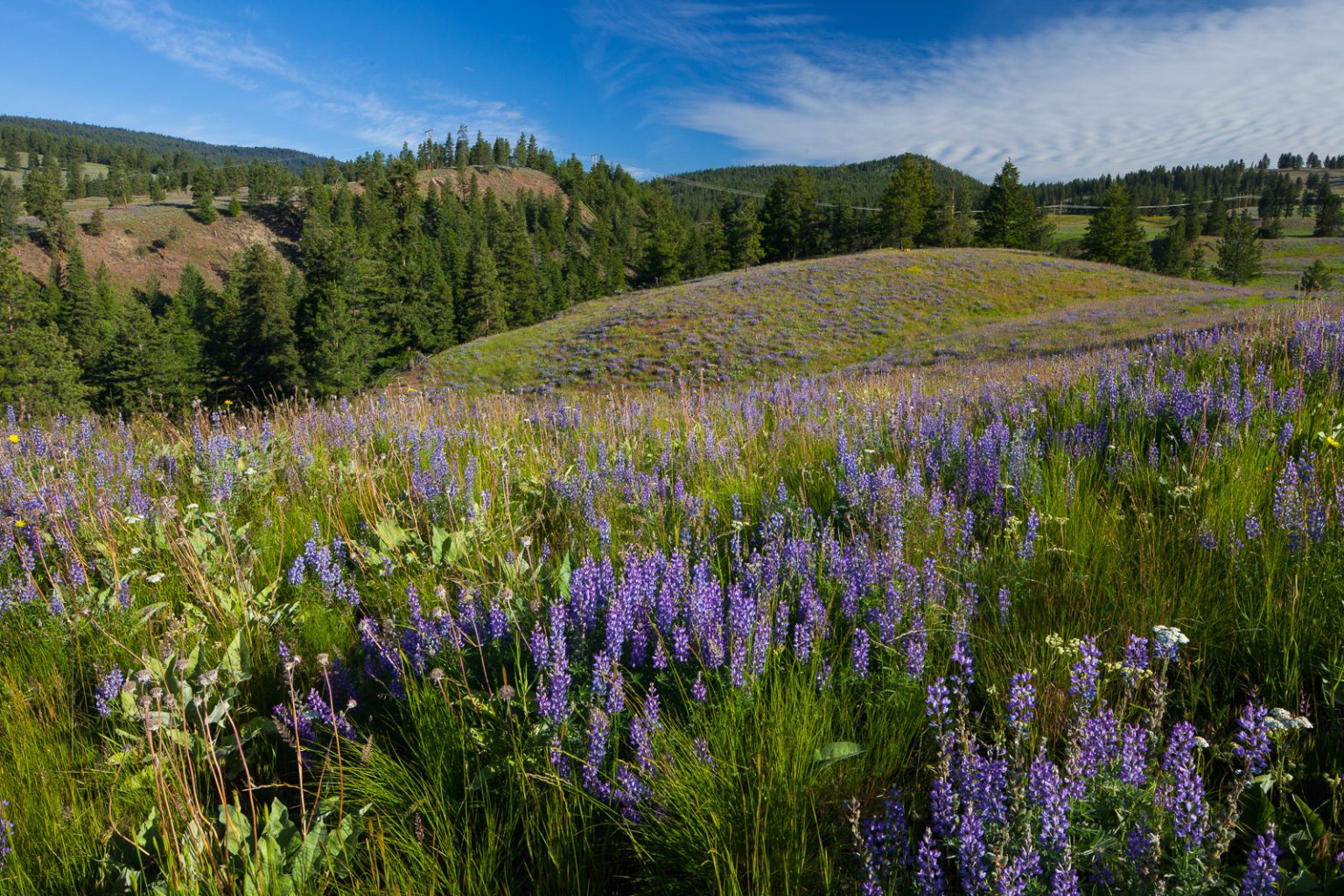 Princeton Grasslands - Phase III - The Nature Trust of British Columbia