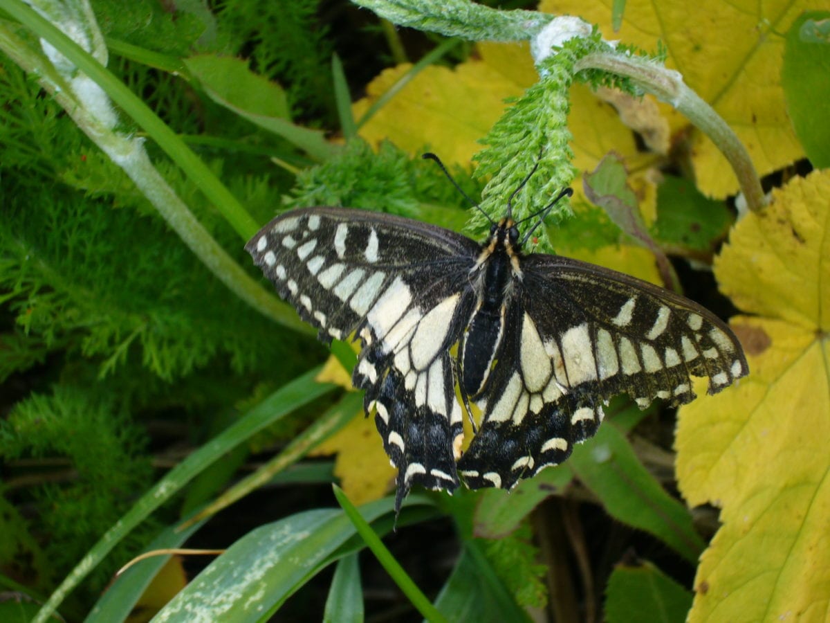 Legacy Landscapes - Alice Arm Estuary - The Nature Trust of British ...