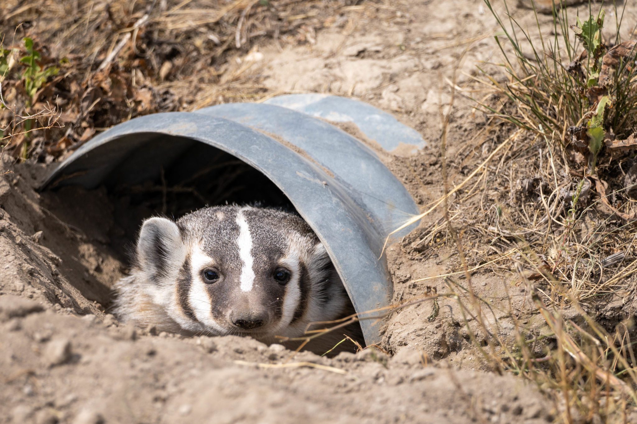 Badger Culverts in Columbia River Edgewater - The Nature Trust of ...