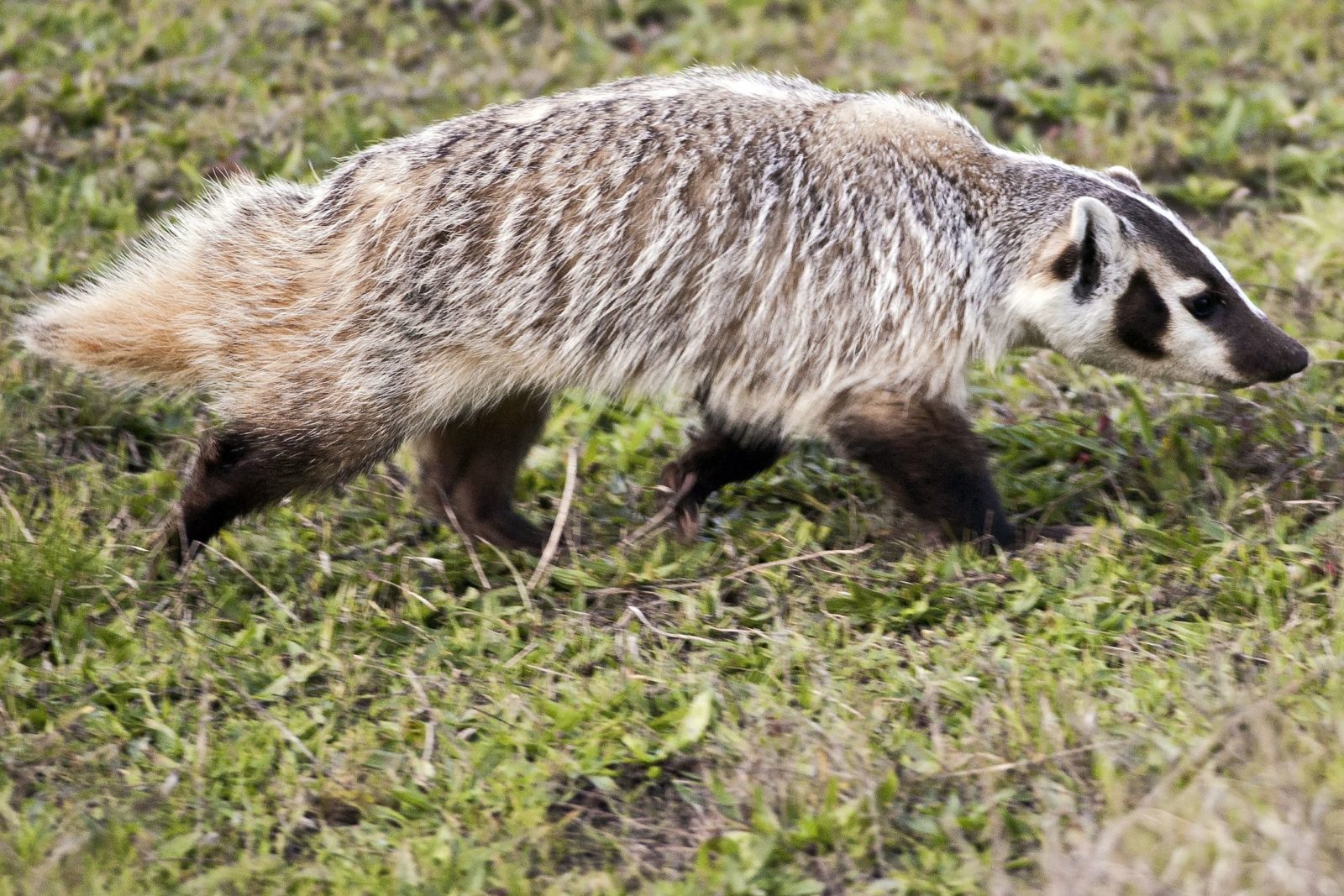 Badger Culverts in Columbia River Edgewater - The Nature Trust of ...