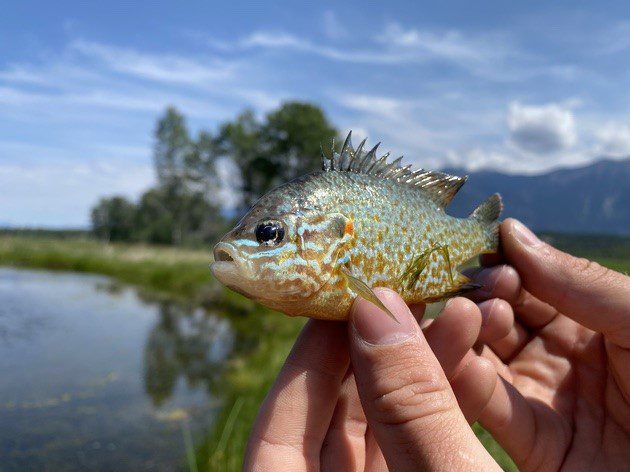 Kootenay Crew Tackles Invasive Pumpkinseed Sunfish - The Nature Trust ...