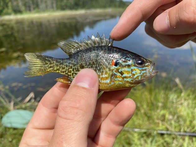 Kootenay Crew Tackles Invasive Pumpkinseed Sunfish - The Nature Trust ...