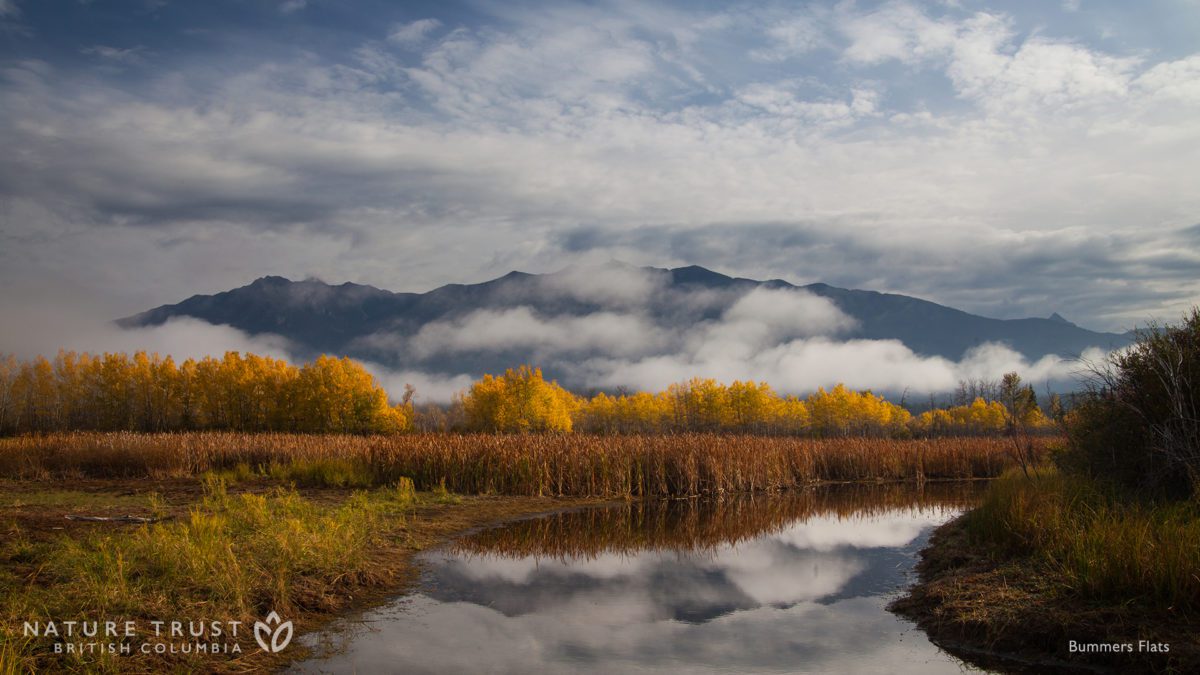 Nature Landscapes Wallpaper - The Nature Trust of British Columbia