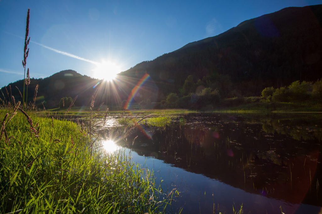 Nicomen Slough - The Nature Trust of British Columbia