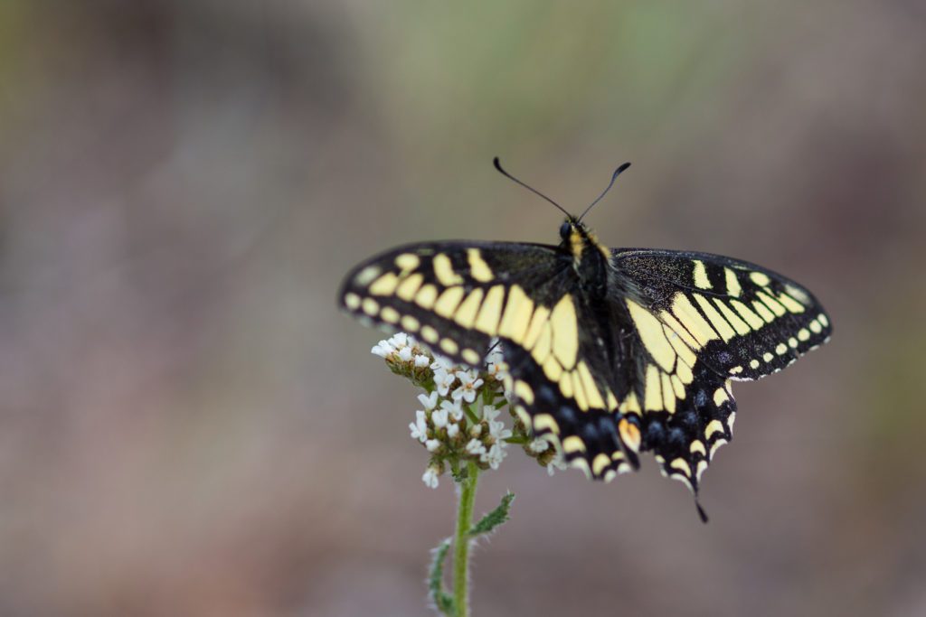 Legacy Landscapes - Wycliffe Wildlife Corridor - The Nature Trust of ...
