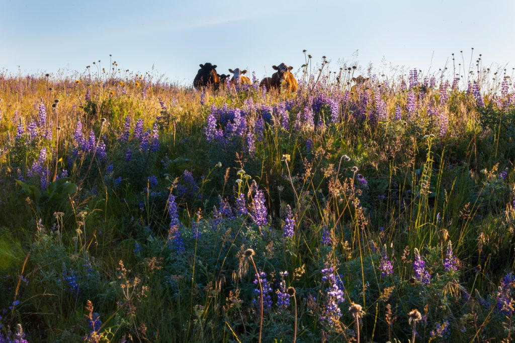 Legacy Landscapes - Princeton Grasslands MapleCross Meadow - The Nature ...
