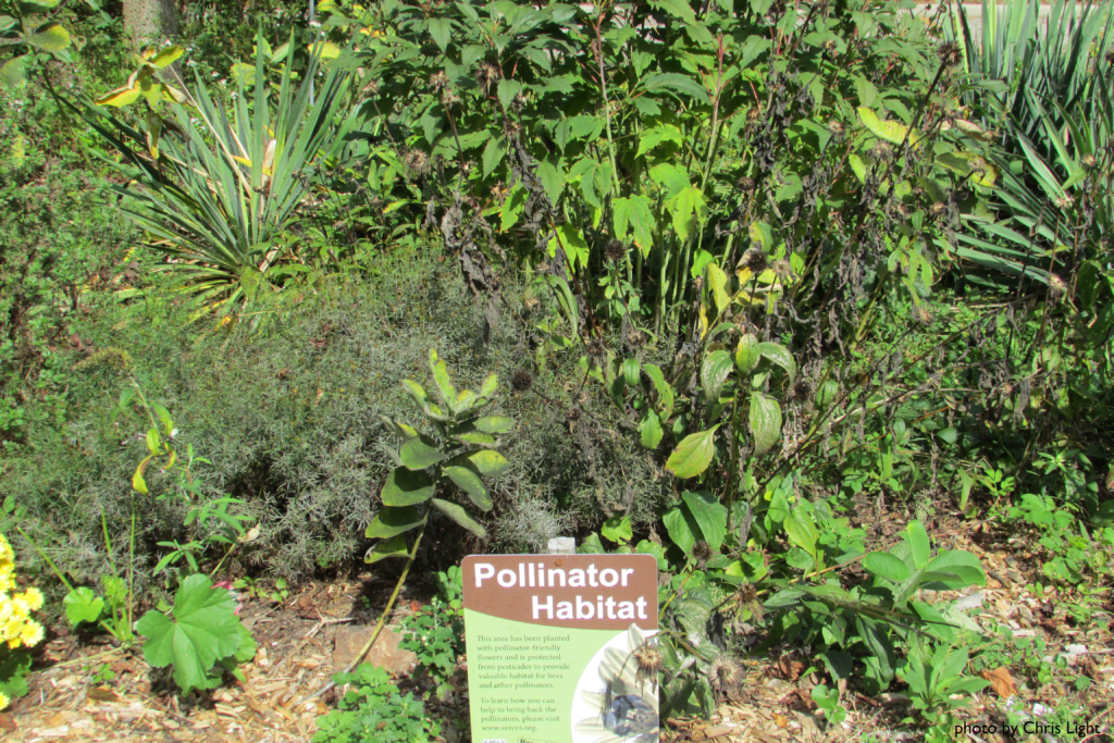 Four ways to increase biodiversity in your own backyard - The Nature ...