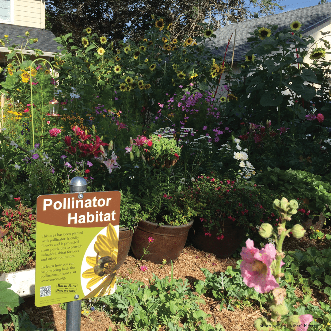 Four ways to increase biodiversity in your own backyard - The Nature ...