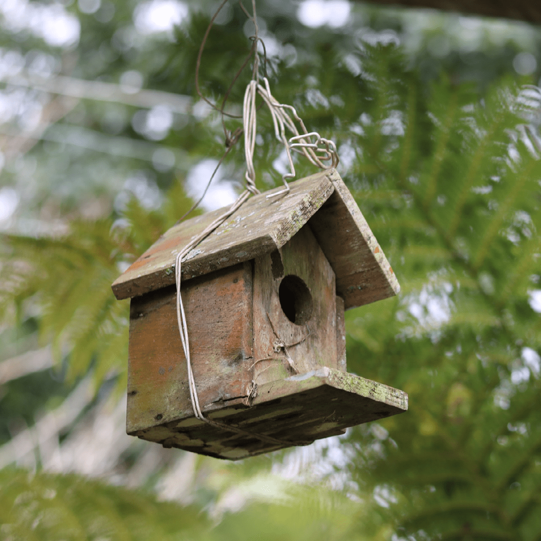 Four ways to increase biodiversity in your own backyard - The Nature ...