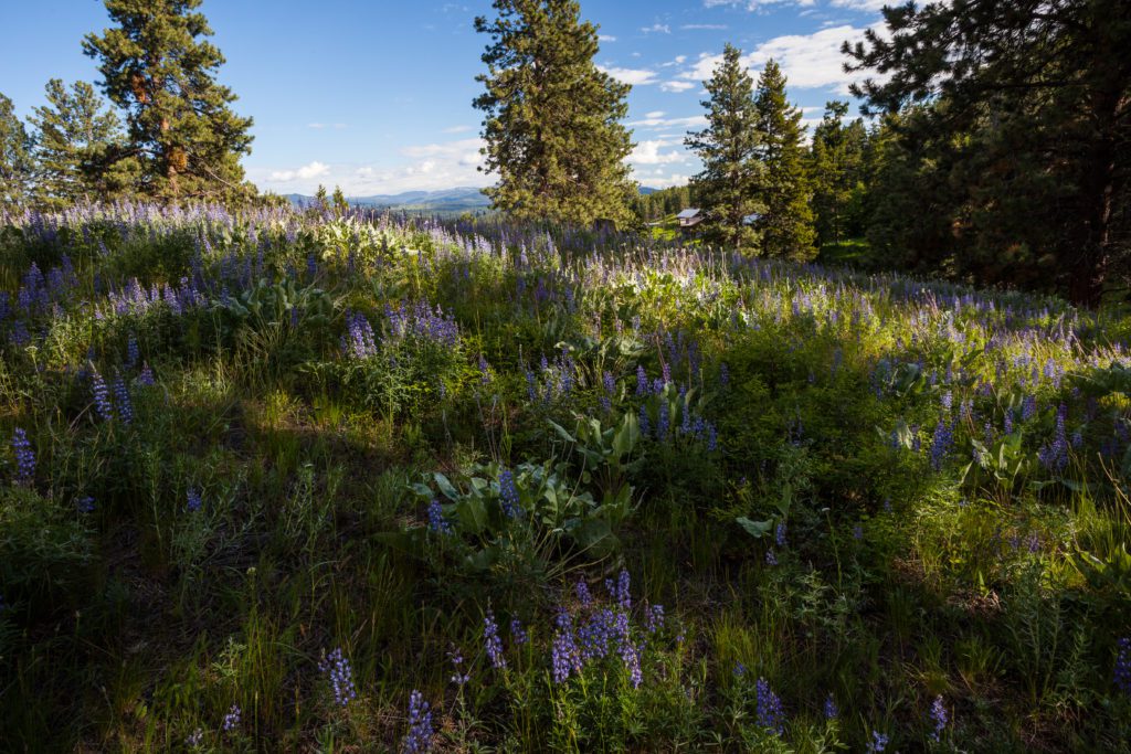 Why Should We Protect Grasslands? - The Nature Trust of British Columbia