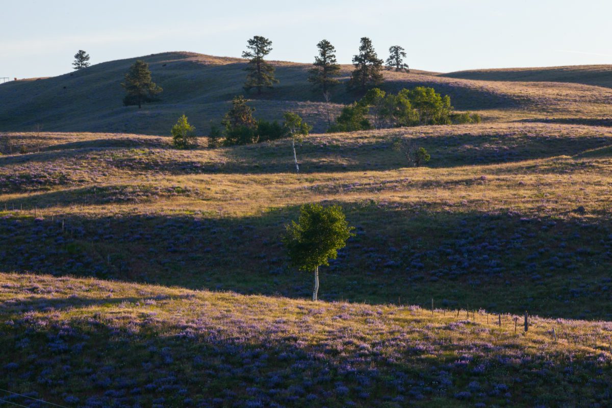 Why Should We Protect Grasslands? - The Nature Trust of British Columbia