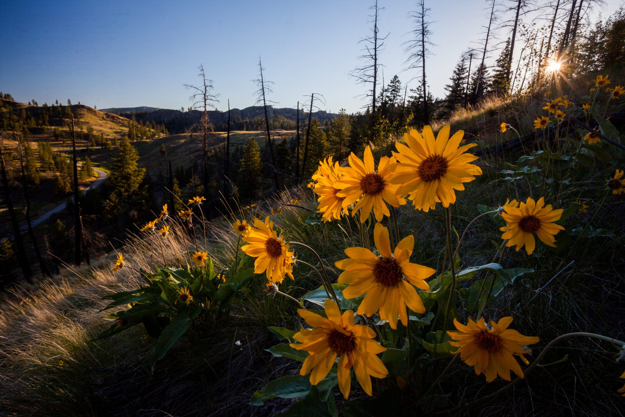 Why Should We Protect Grasslands? - The Nature Trust of British Columbia