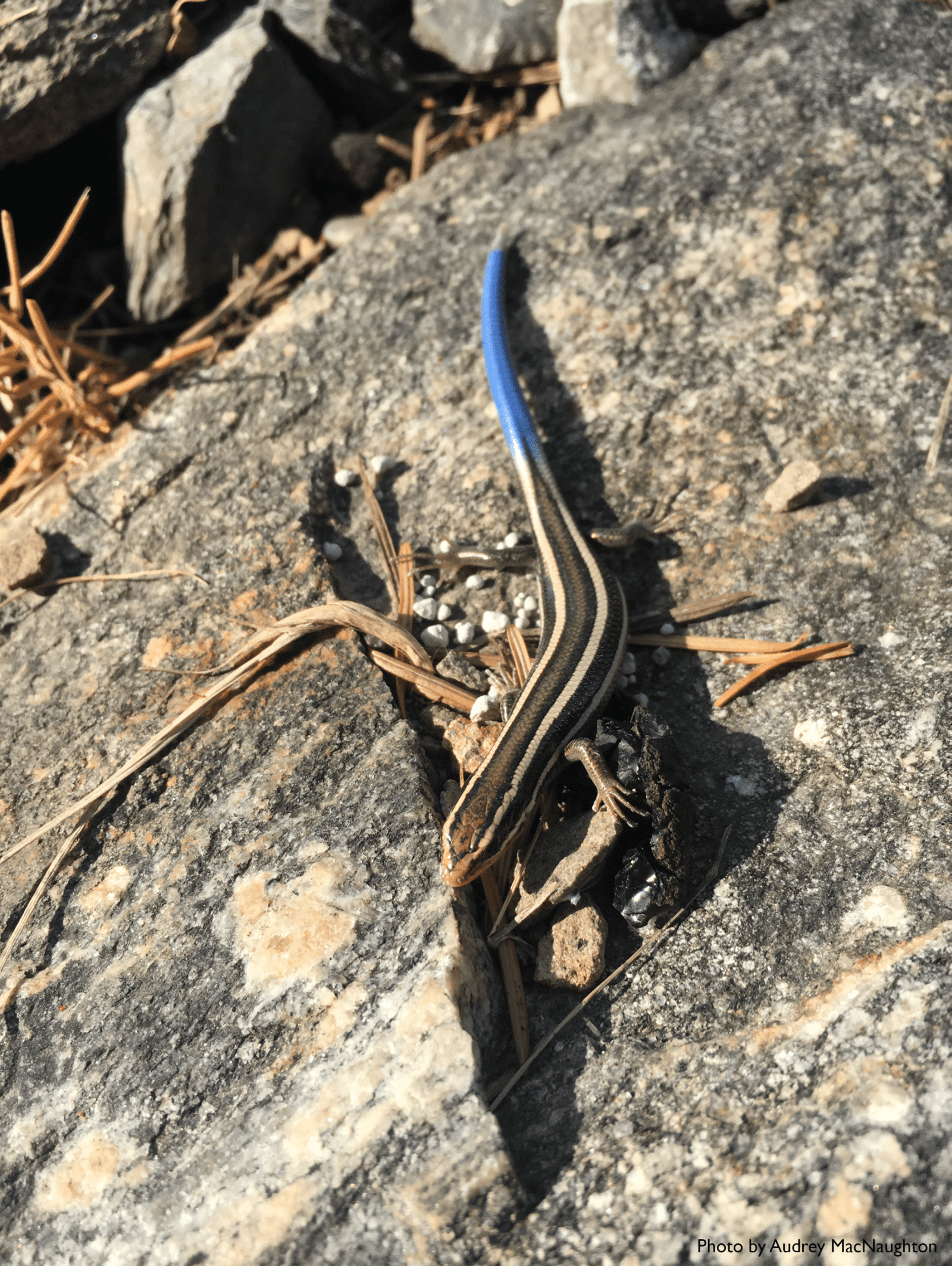 Five Weird and Wacky Animals in BC - The Nature Trust of British Columbia