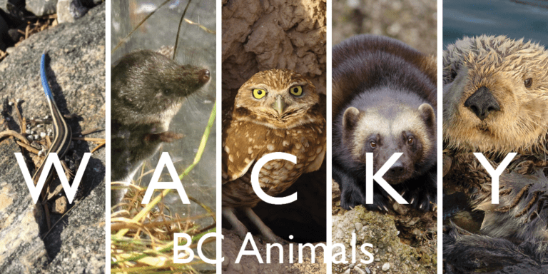 Five Weird and Wacky Animals in BC - The Nature Trust of British Columbia