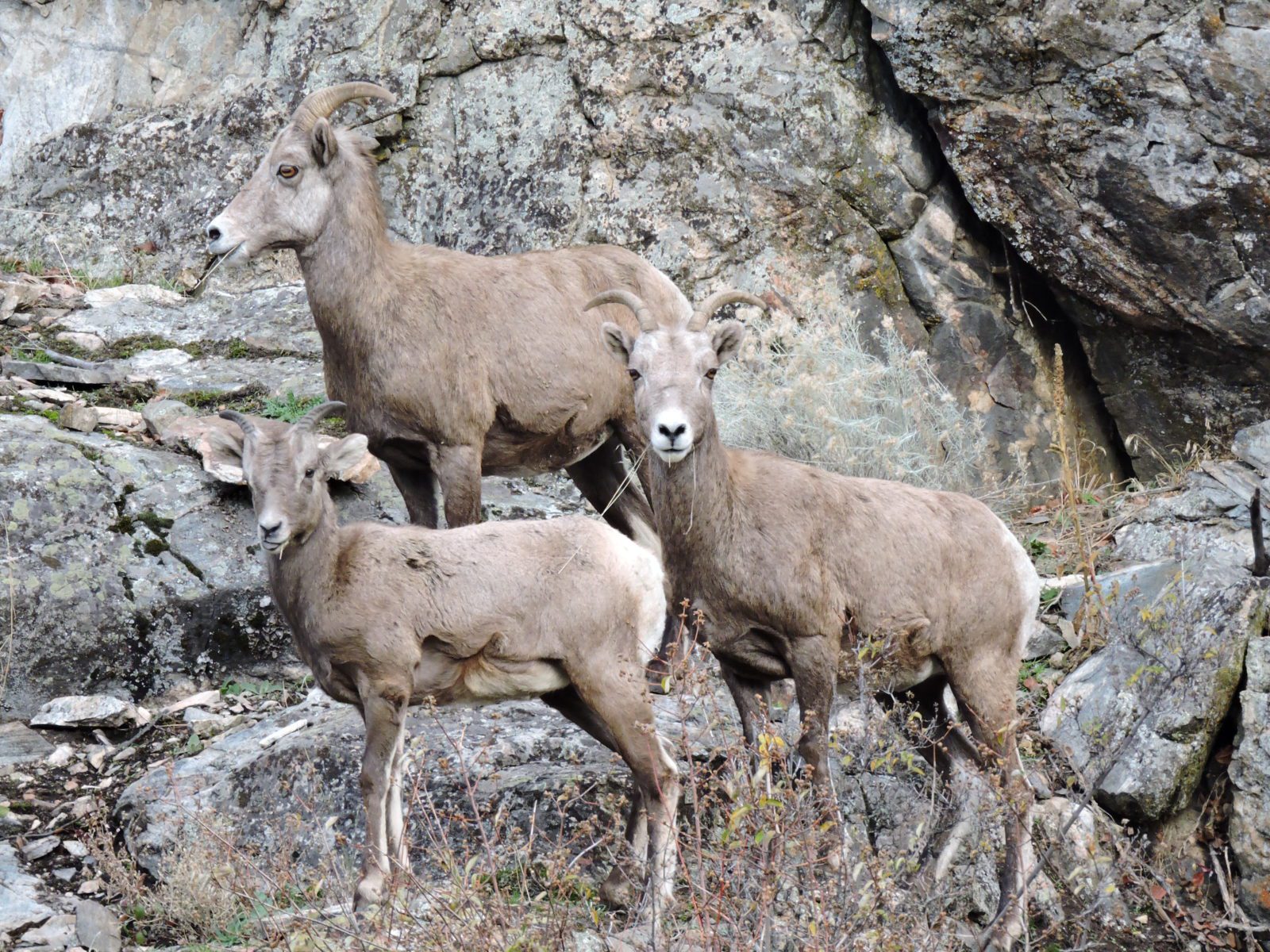 Biodiversity and Bighorn Sheep saved through habitat purchase in South ...