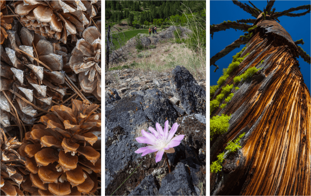 The Nature Trust of BC purchases 252 more acres in the Okanagan to ...