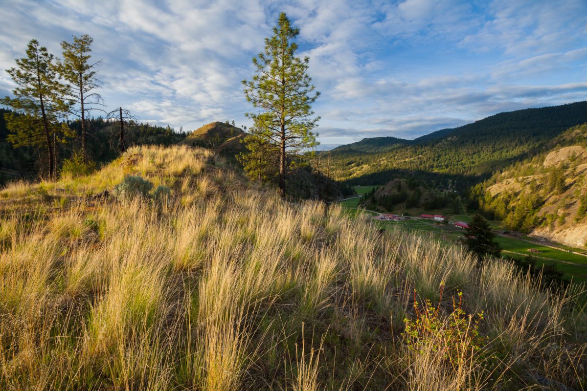 Park Rill Creek Infill West - The Nature Trust of British Columbia