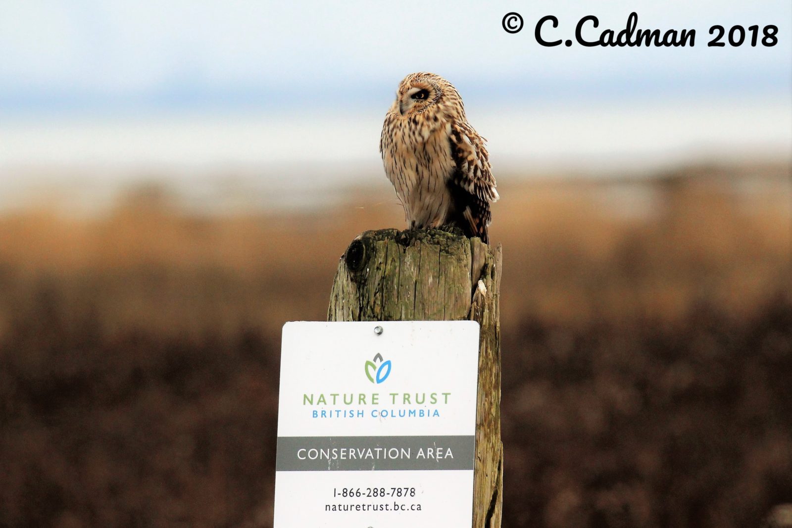 Human-Wildlife Conflict and How To Prevent It - The Nature Trust of ...
