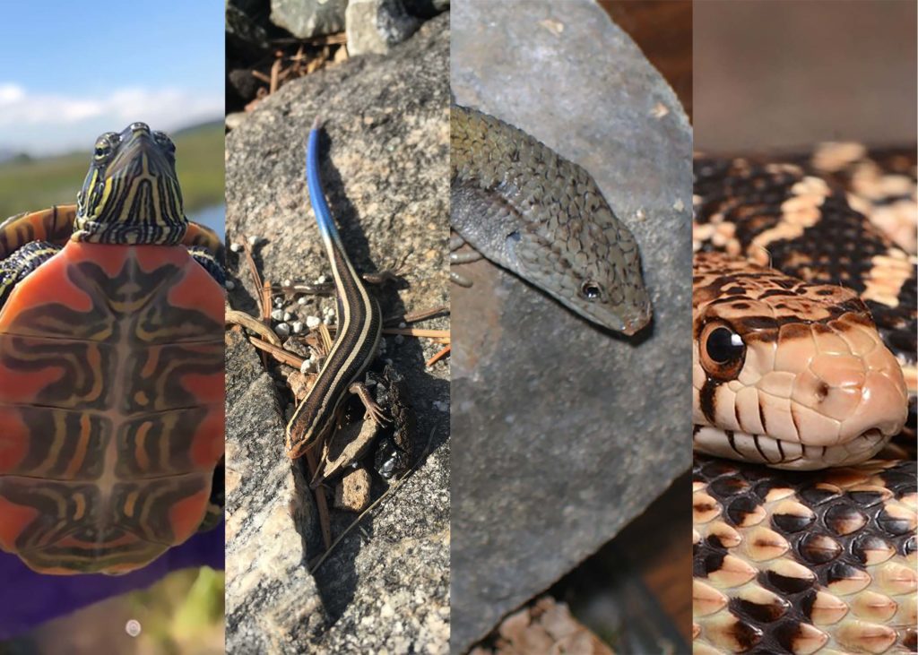 Four Reptile Species Found in BC - The Nature Trust of British Columbia