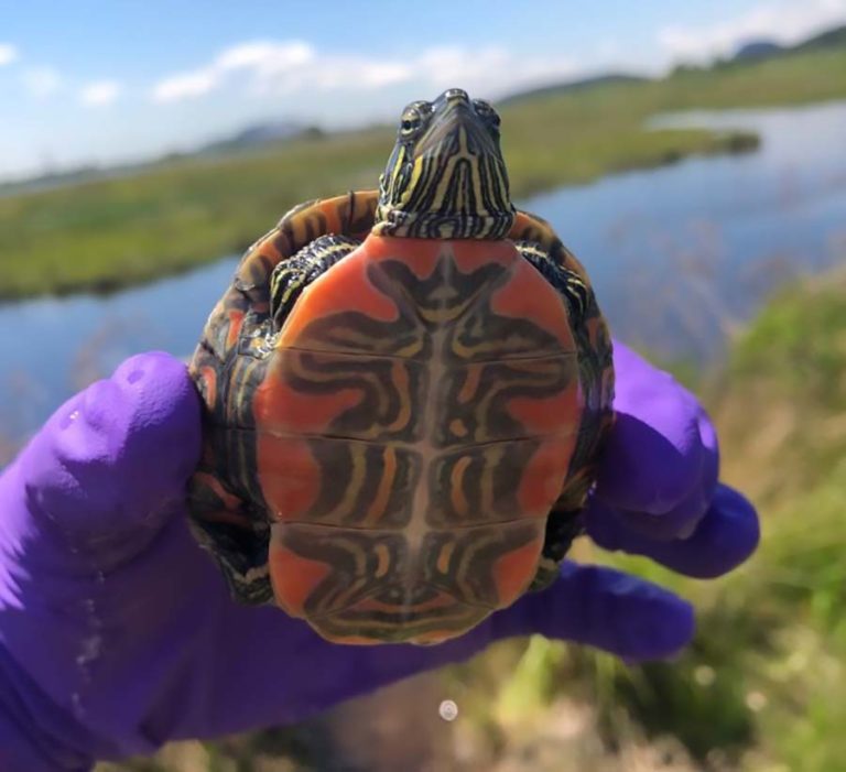 Four Reptile Species Found in BC - The Nature Trust of British Columbia