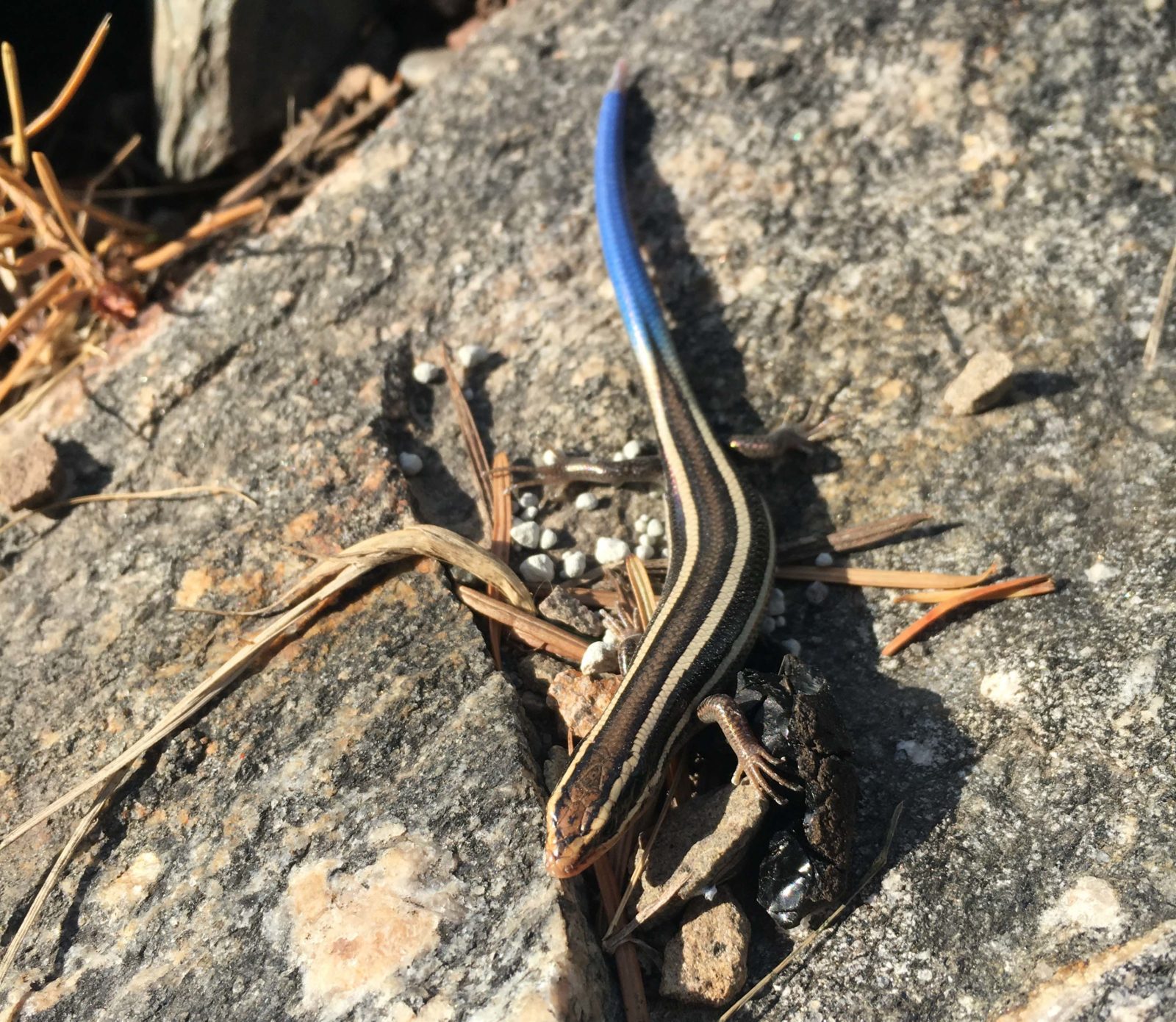 Four Reptile Species Found in BC - The Nature Trust of British Columbia