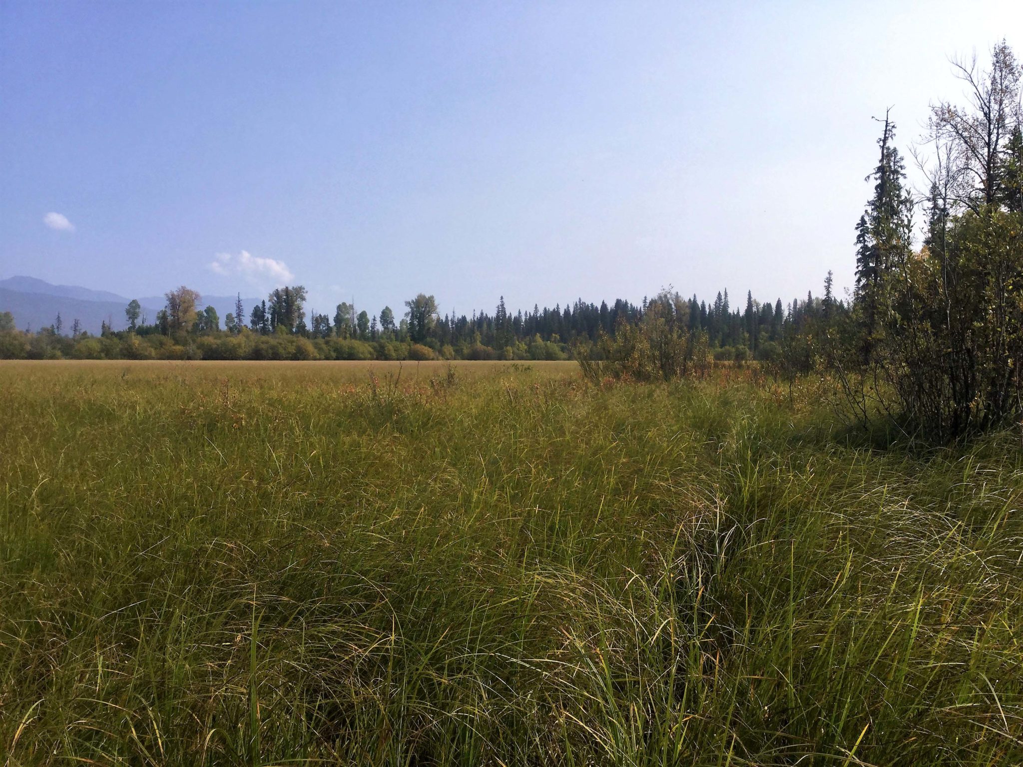 Meteor Lake Wetland - Bog - The Nature Trust of British Columbia
