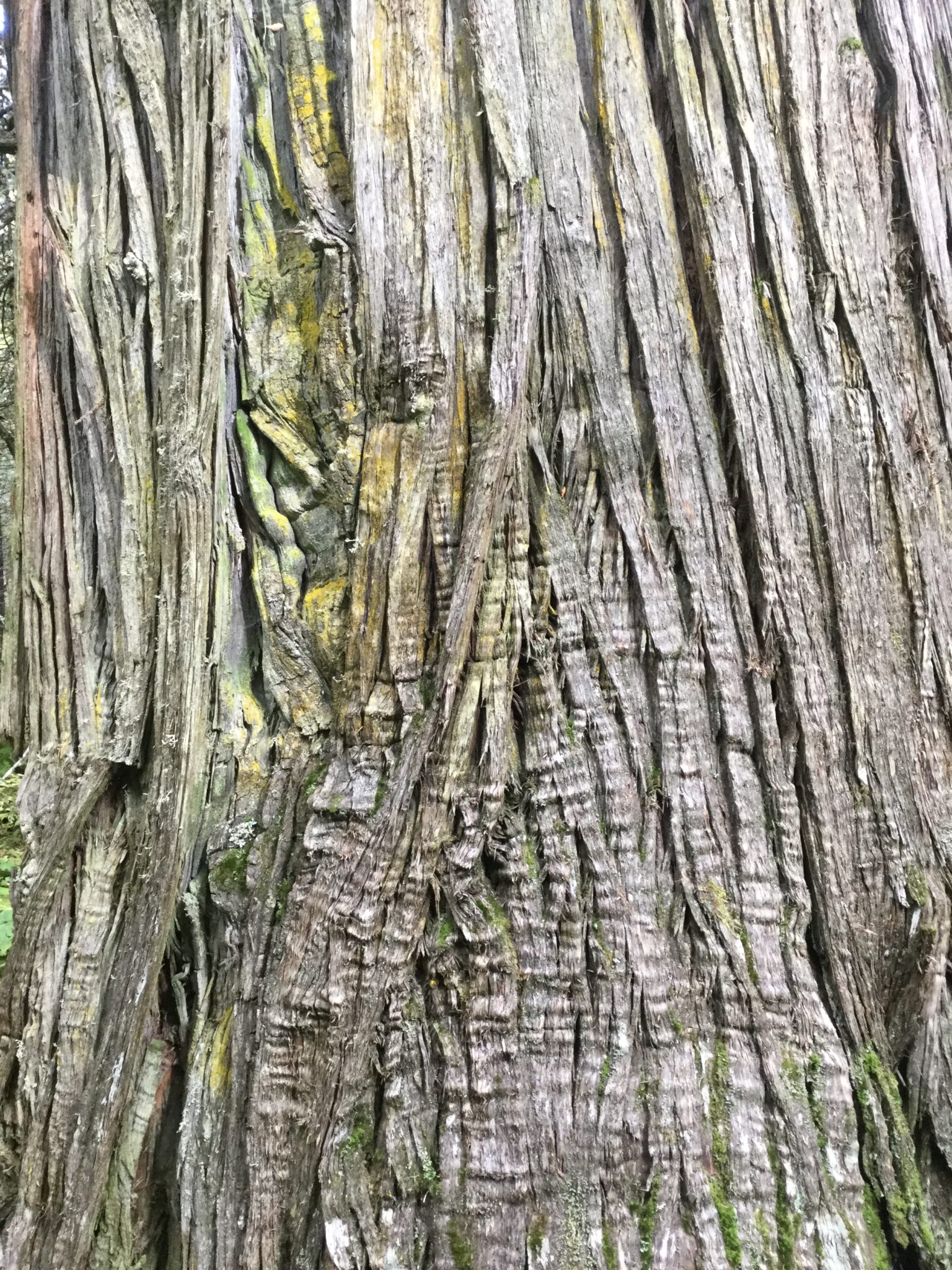 Meteor Lake Wetland - Bog - The Nature Trust of British Columbia