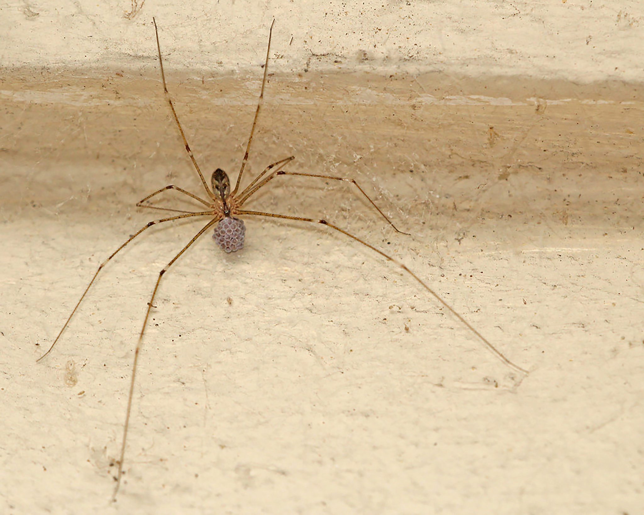 Spooky Spider Species Roam BC - The Nature Trust of British Columbia