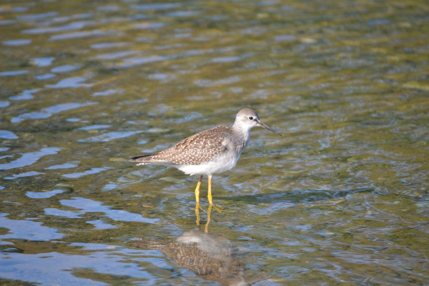 Restoring the Nanaimo River Estuary - The Nature Trust of British Columbia