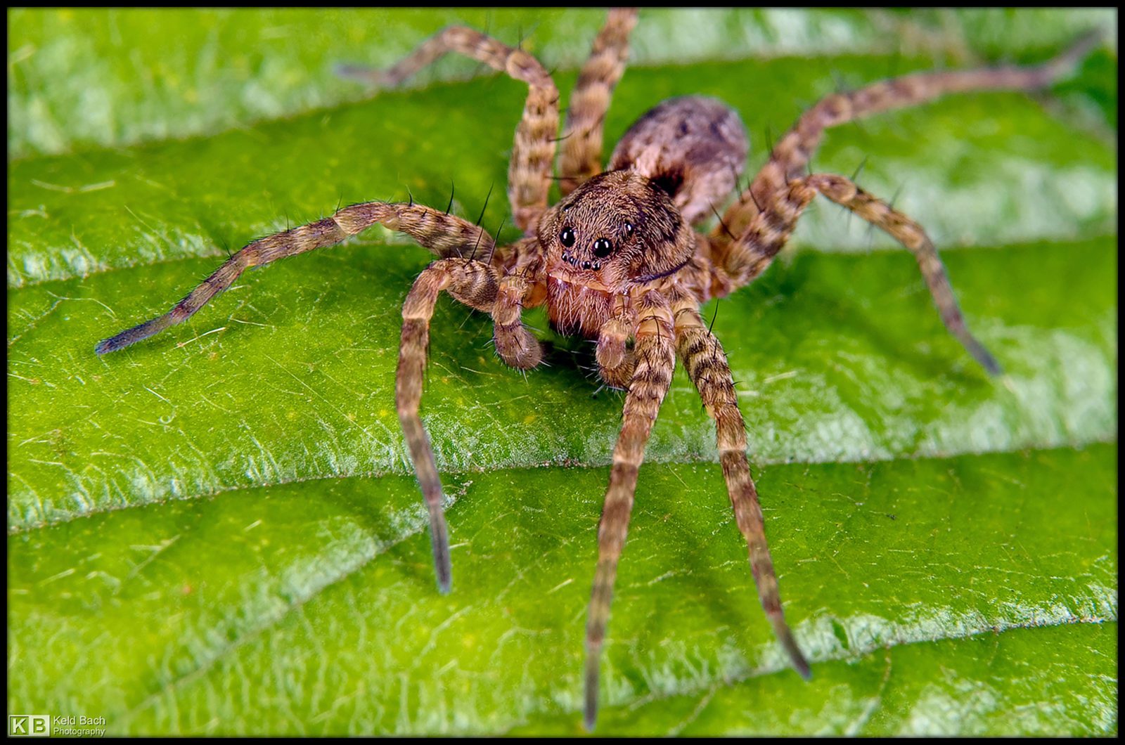 Spooky Spider Species Roam BC - The Nature Trust of British Columbia