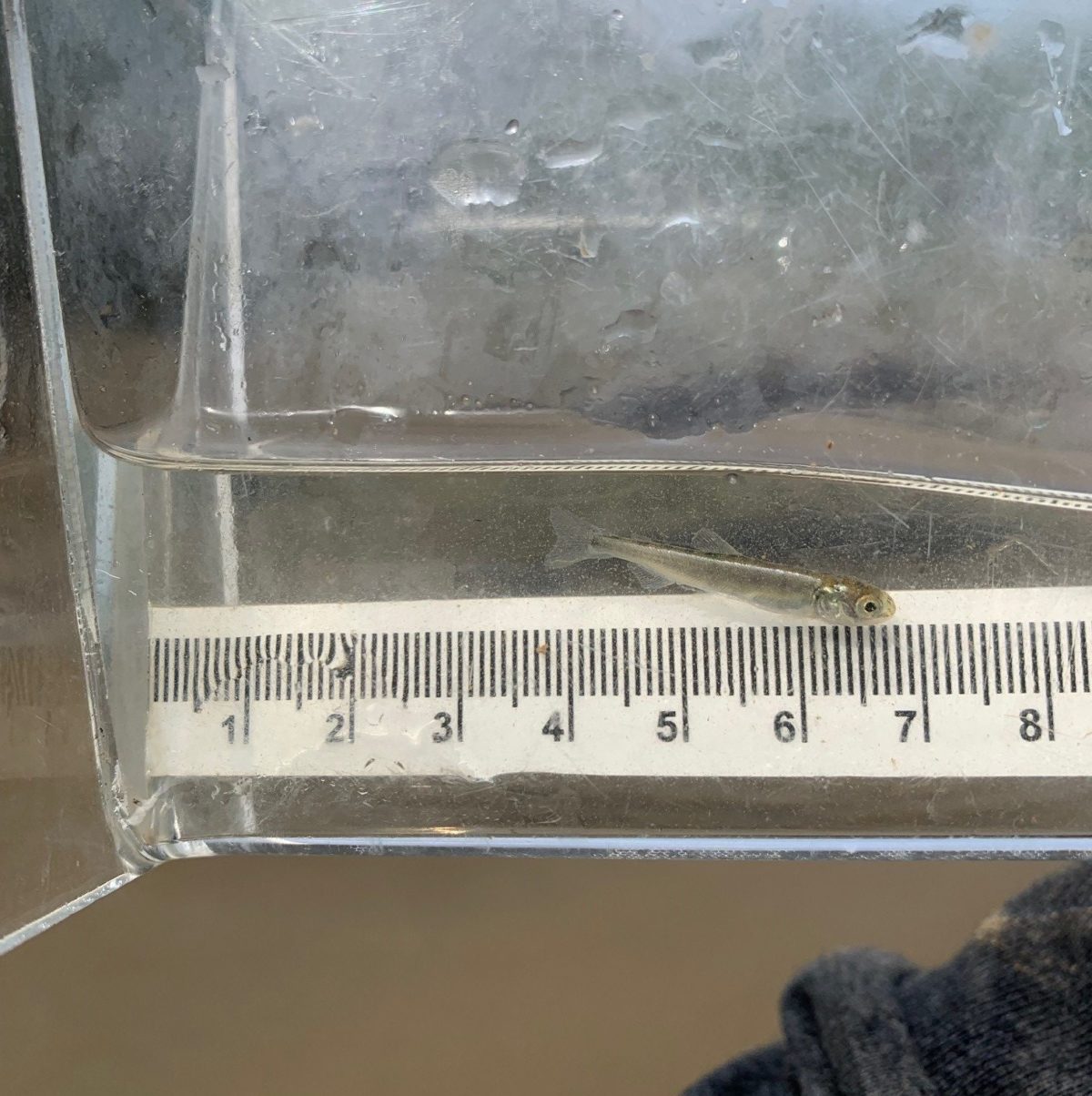 Fish Sampling on the Fraser - The Nature Trust of British Columbia